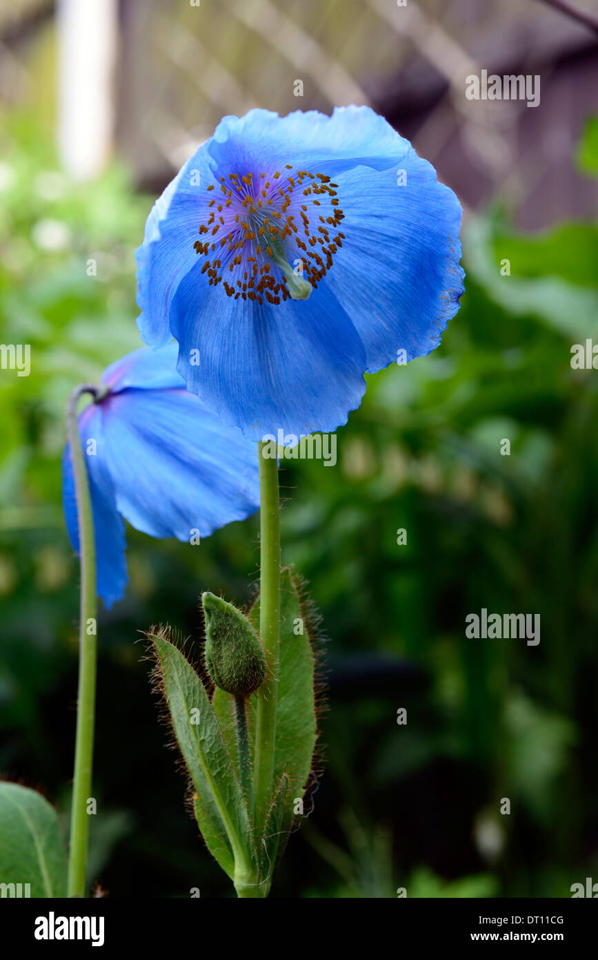 meconopsis betonicifolia Himalayan blue poppy poppies flower flowers ...