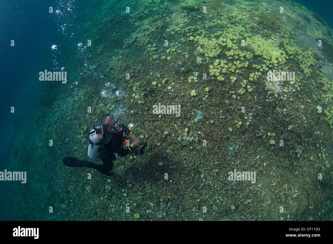 Destroyed reef with scuba diver, Halmahera, Maluku Islands, Indonesia ...