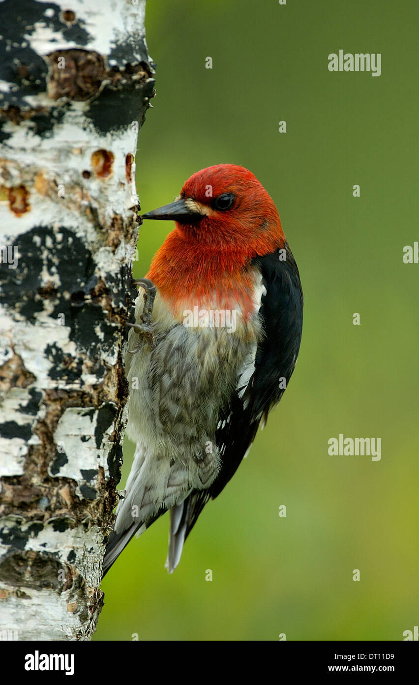 Canada woodpecker hi-res stock photography and images - Alamy