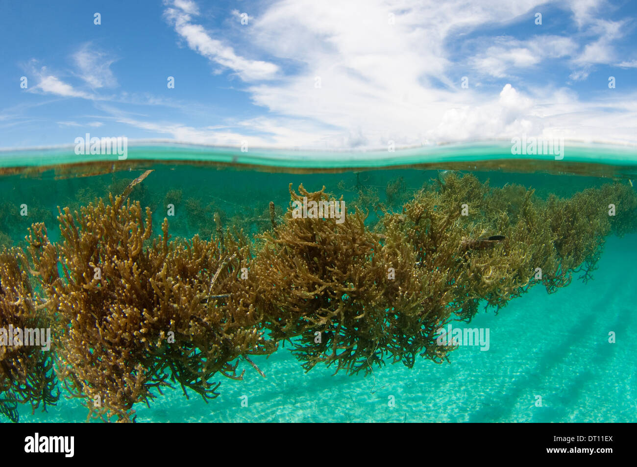 Seaweed farming split image, Halmahera, Maluku Islands, Indonesia Stock ...