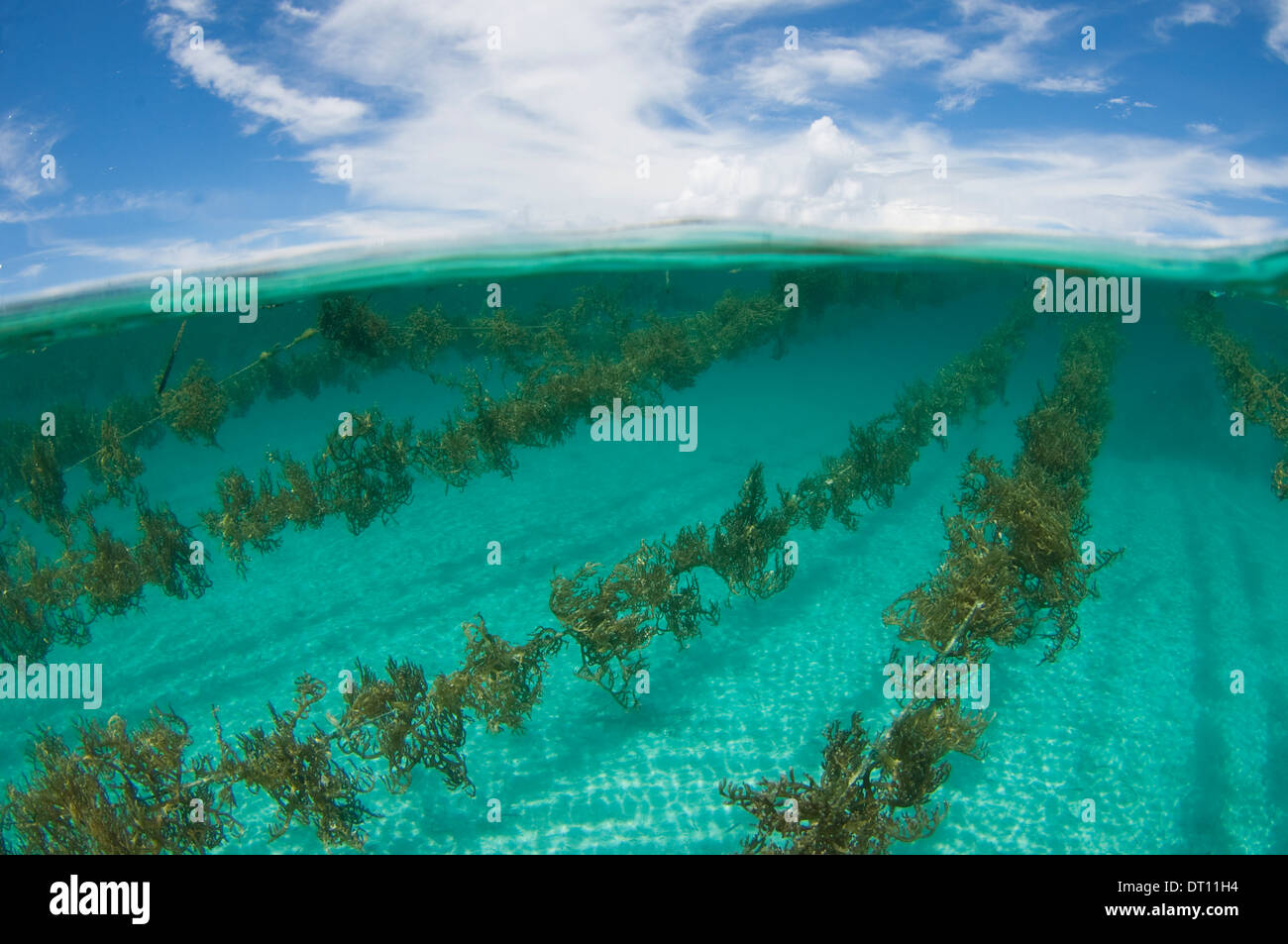 Seaweed farming split image, Halmahera, Maluku Islands, Indonesia Stock ...