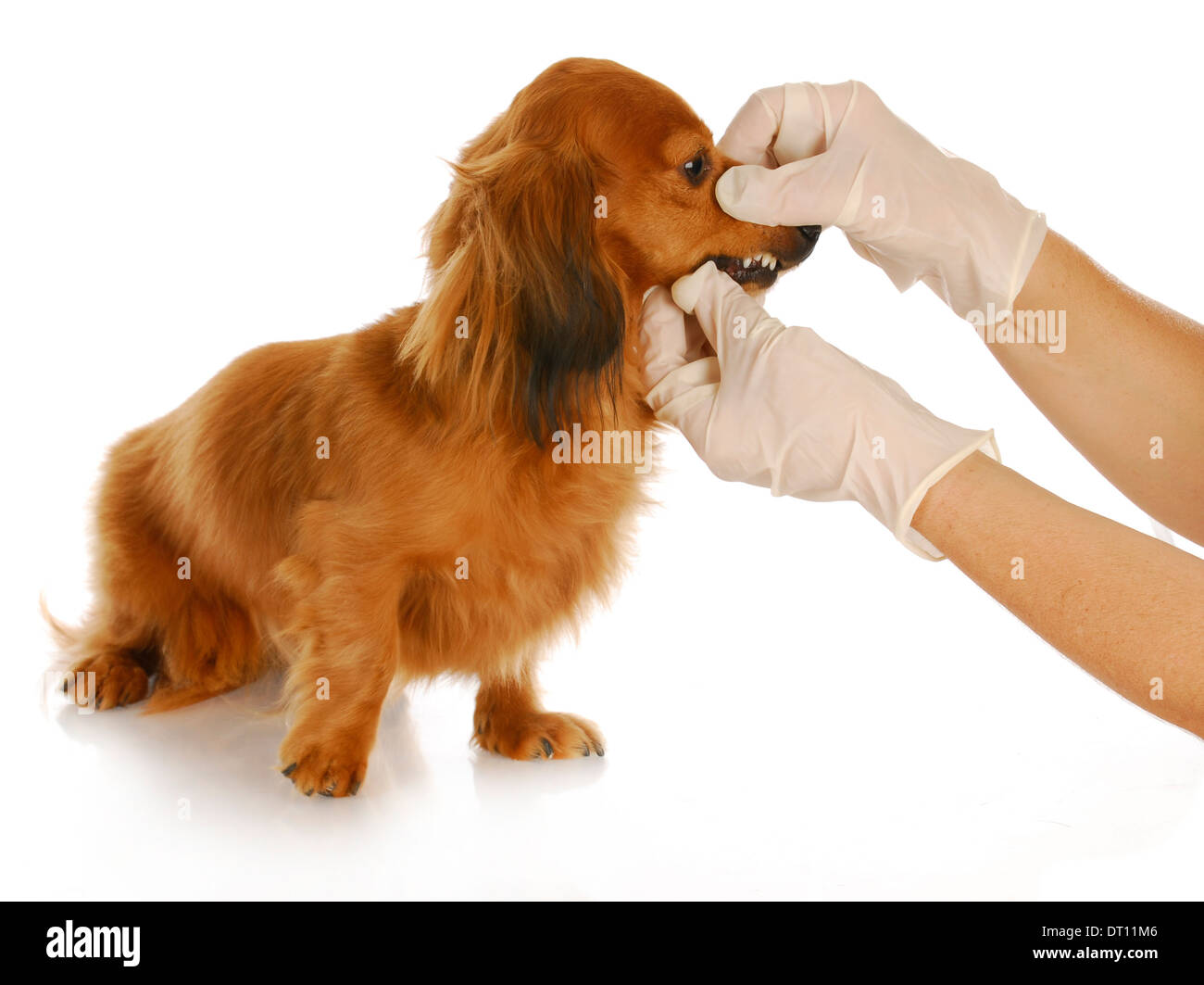 veterinary care - dachshund being examined by veterinarian on white ...