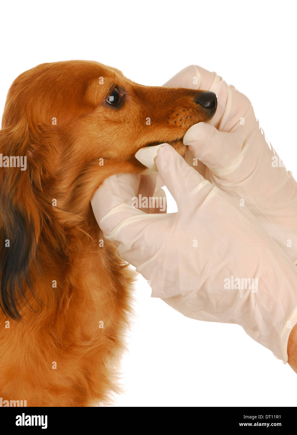 veterinary care - dachshund being examined by veterinarian on white ...