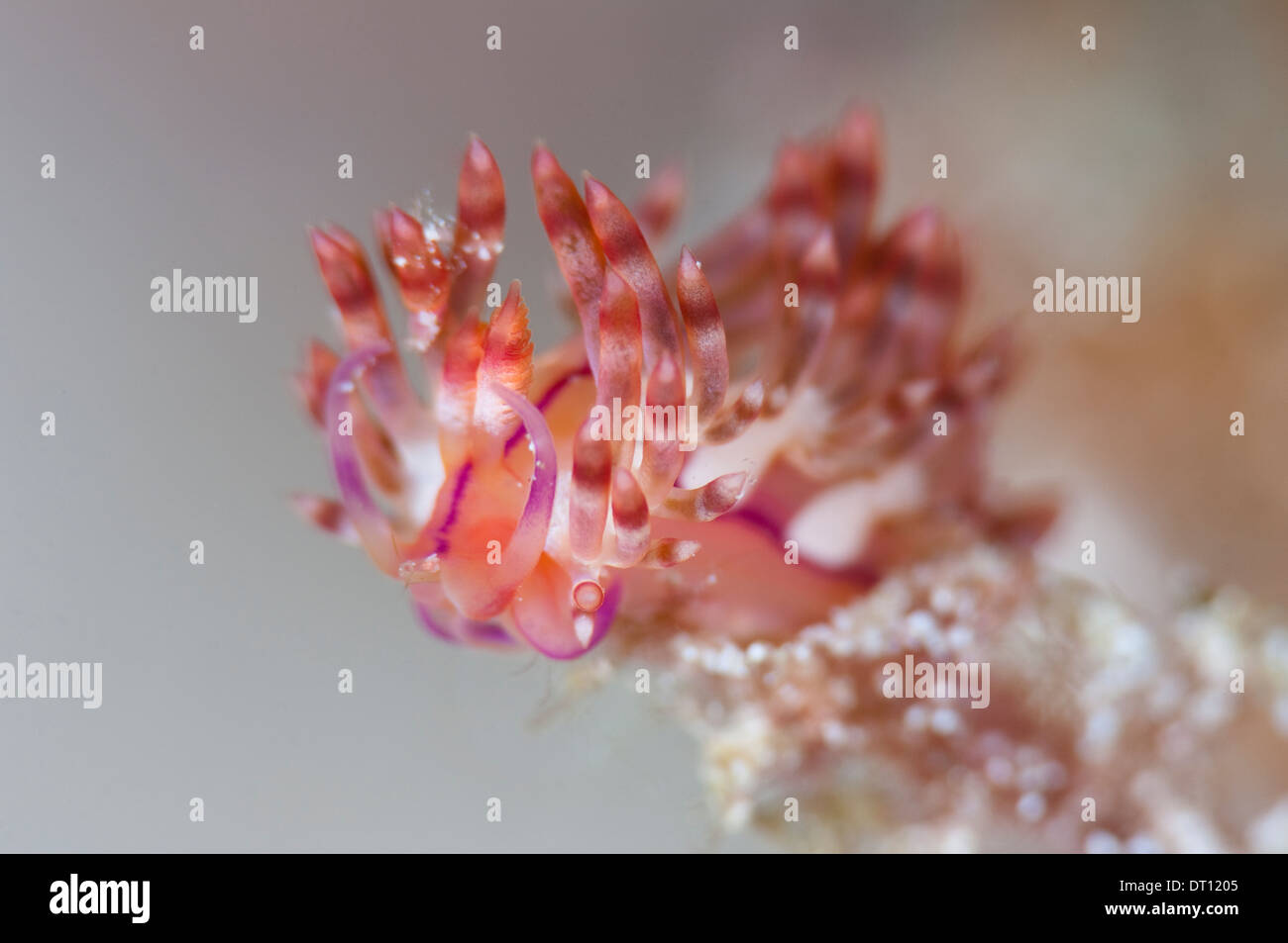 Pink nudibranch hi-res stock photography and images - Alamy