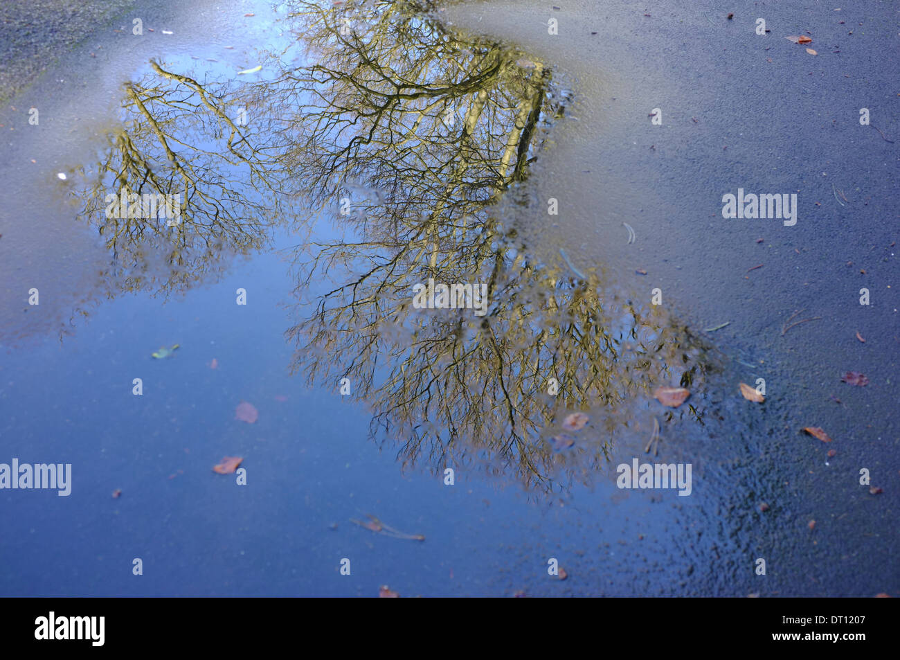 winter tree reflected in rain puddle Stock Photo - Alamy