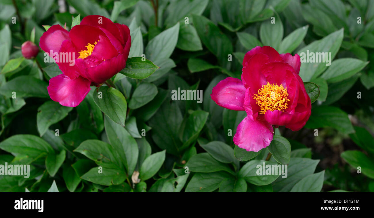 paeonia lactiflora cv victoria peonies peony red pink flower flowers ...