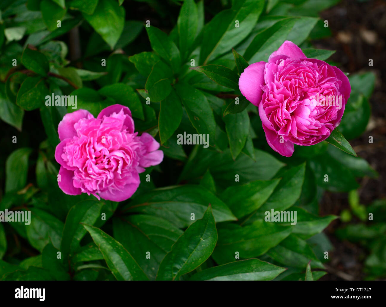 paeonia lactiflora lady alexandra duff peonies peony pink flower ...