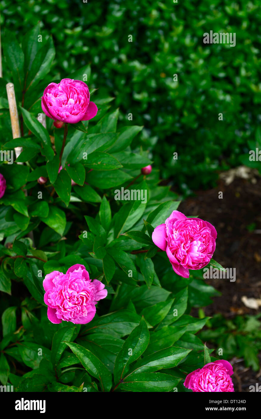 paeonia lactiflora lady alexandra duff peonies peony pink flower ...