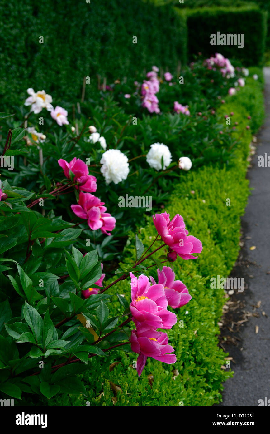pink white peony paeonia flowers mix mixed borders flowering perennial ...