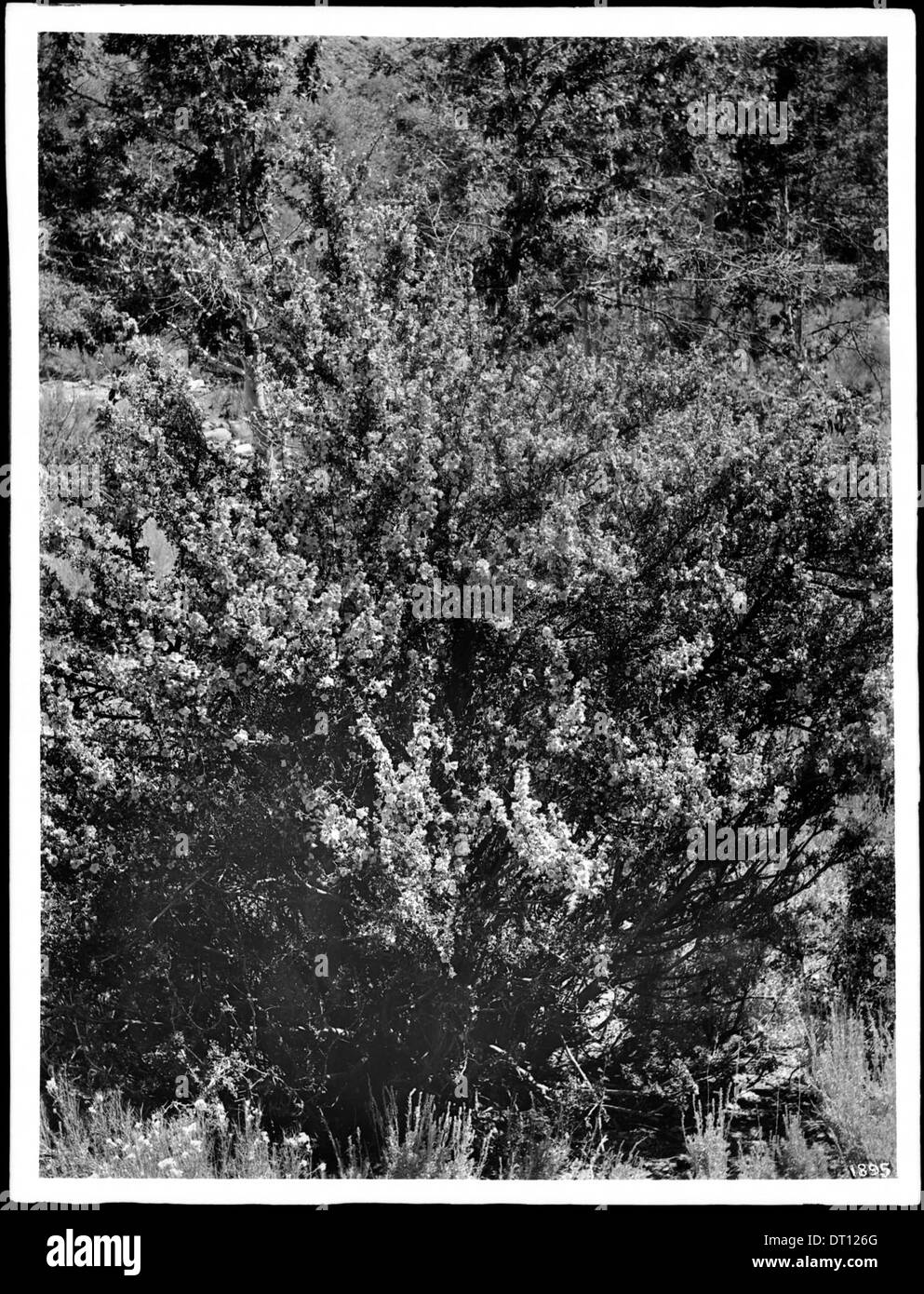 A photograph showing a False Slippery Elm bush (Fremontia Californica ...