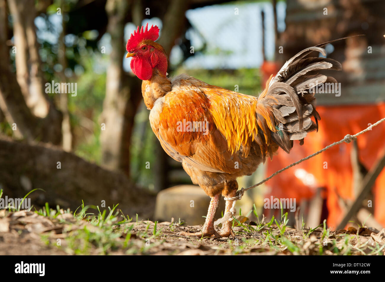 Brightly-lit rooster is tied by the leg in a farmyard Stock Photo - Alamy