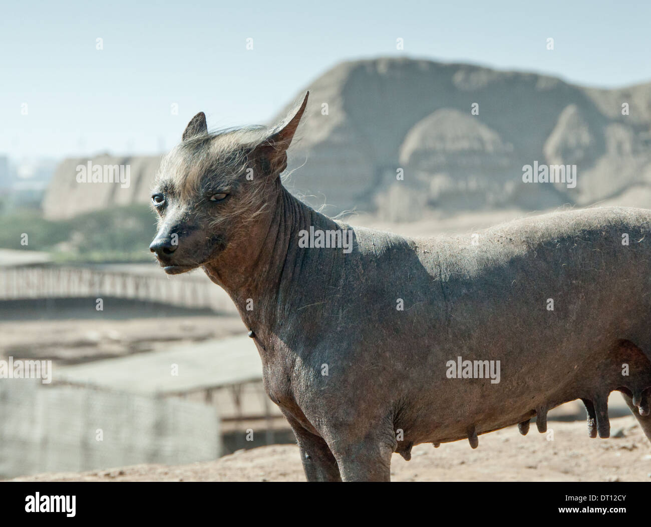 Perro Calato of the Huaca del Sol - the native Peruvian hairless dog ...