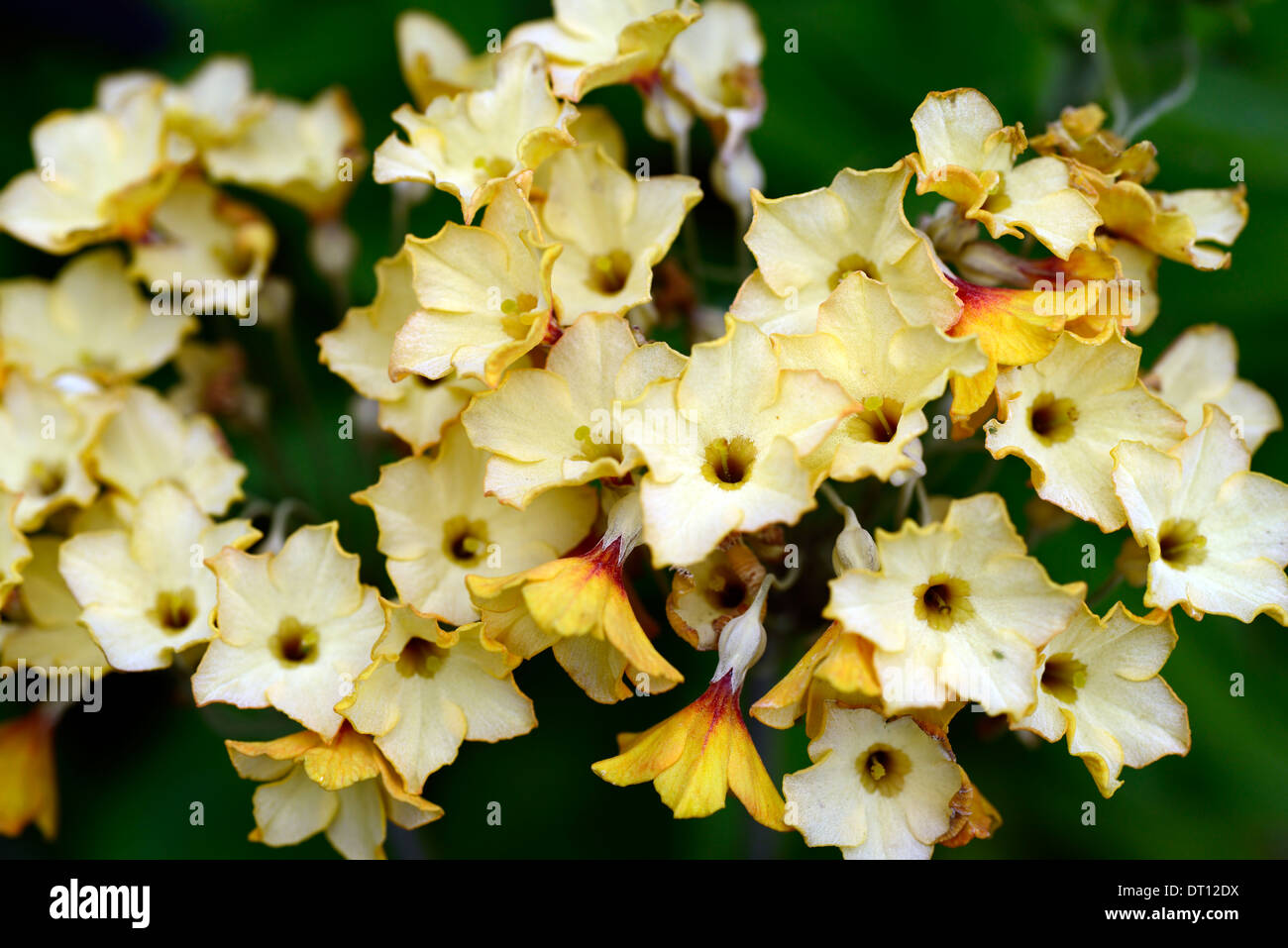 Primrose species hi-res stock photography and images - Alamy