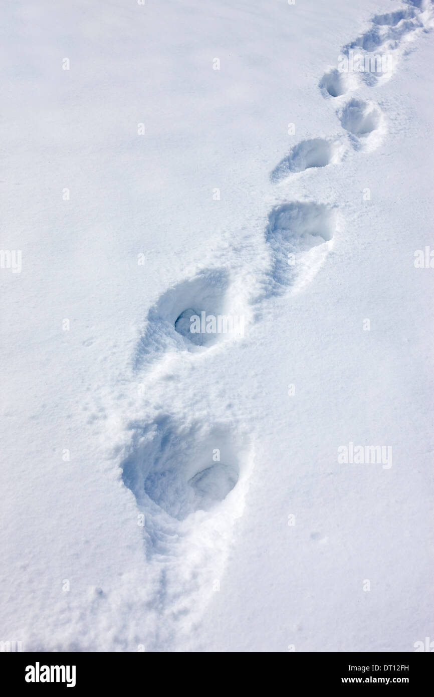 Footsteps track hi-res stock photography and images - Alamy
