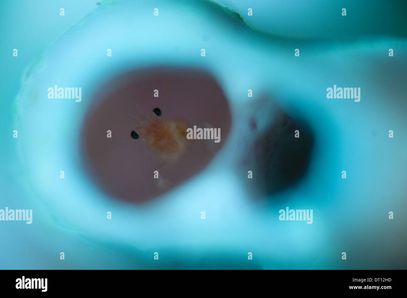 Shrimp, Inside Sponge hole, Halmahera, Maluku Islands, Indonesia Stock ...