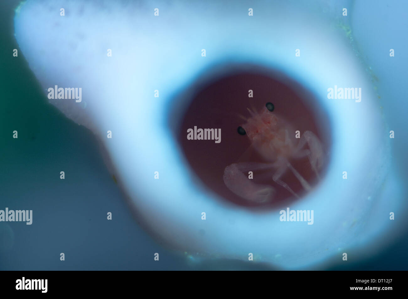 Shrimp, Inside Sponge hole, Halmahera, Maluku Islands, Indonesia Stock ...