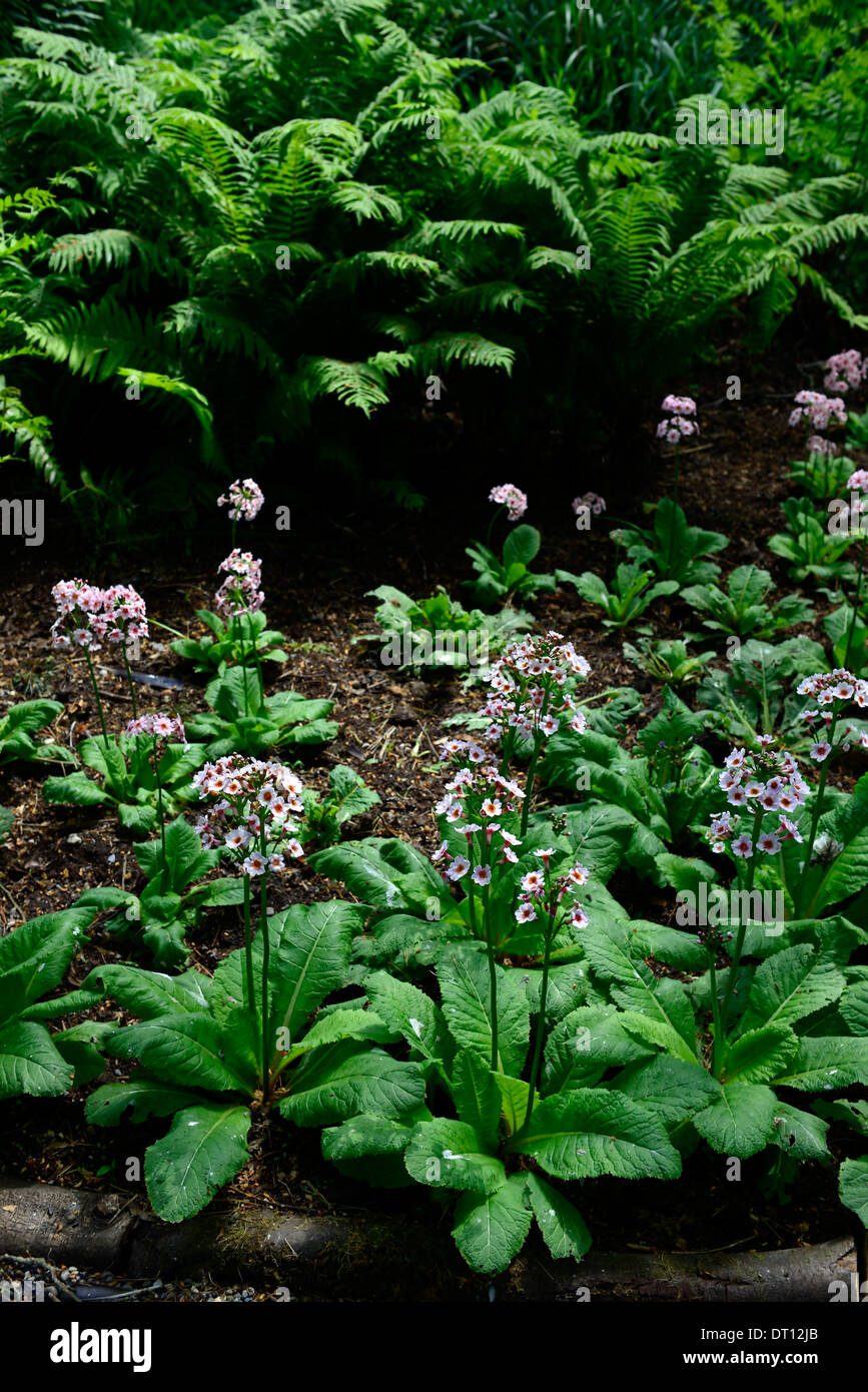 Fern garden japanese hi-res stock photography and images - Alamy