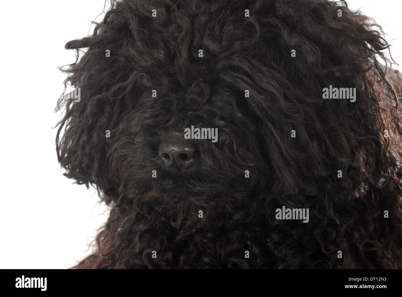 corded puli head portrait on white background Stock Photo - Alamy