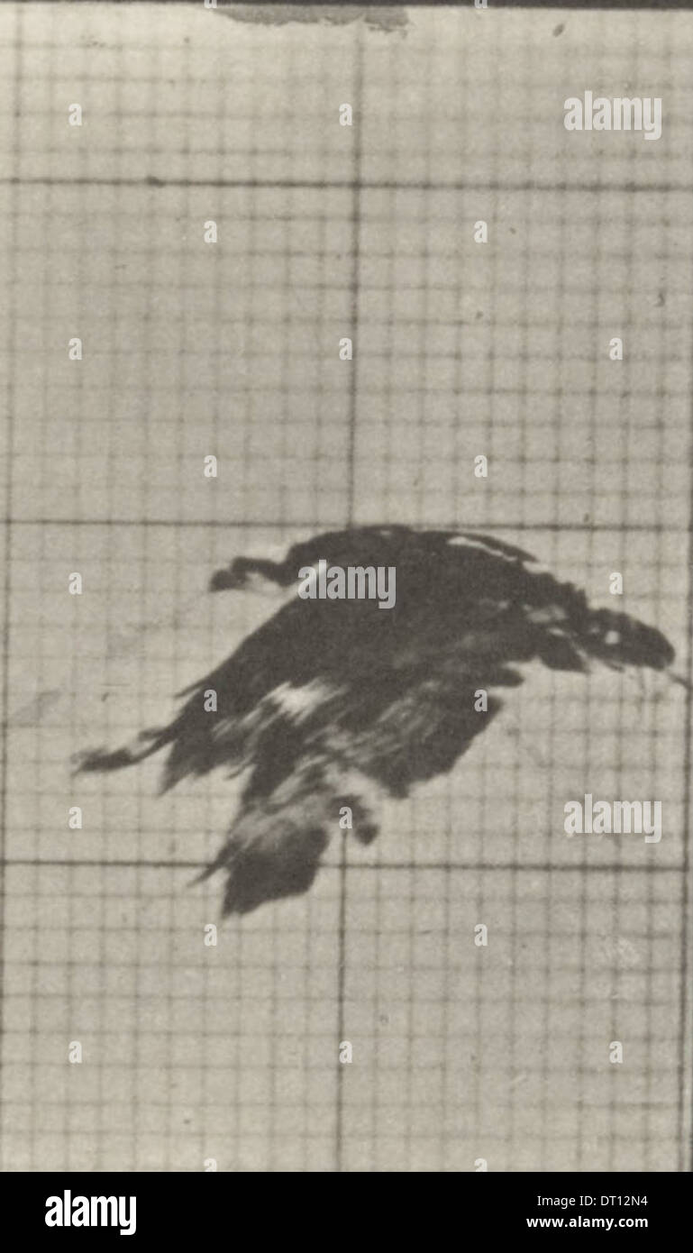 A fish hawk flying, captured mid-flight in a vintage photograph ...