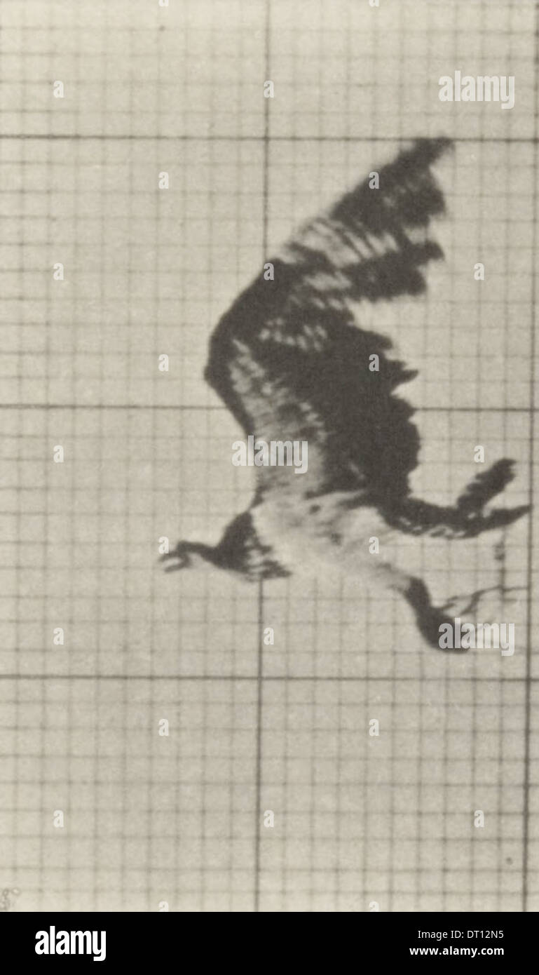 A photograph of a fish hawk flying, capturing the bird in motion ...