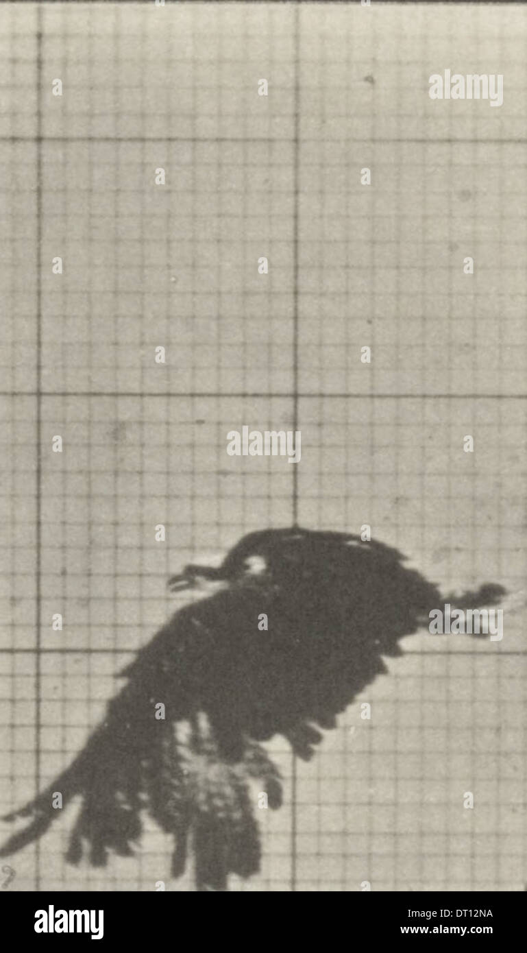 A fish hawk flying, captured in mid-flight. The photograph shows the ...