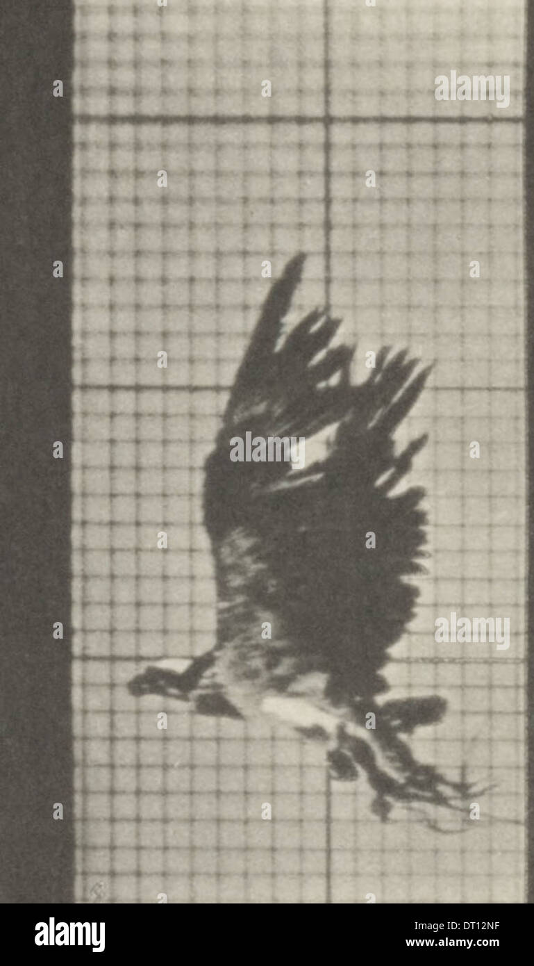A fish hawk is captured in flight, showcasing its natural grace and ...