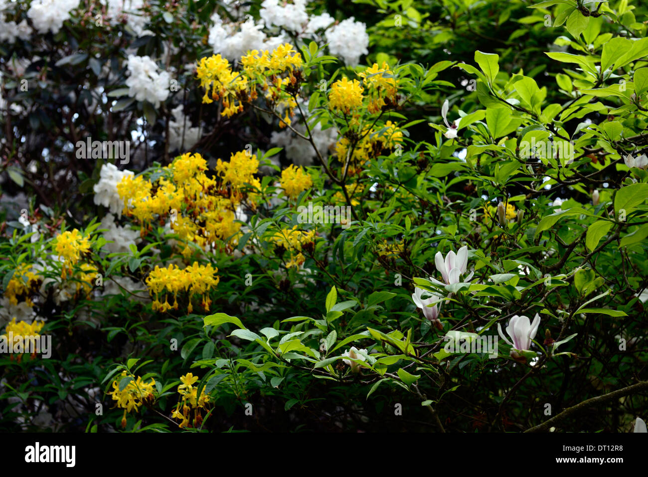 Magnolia soulangeana alba hi-res stock photography and images - Alamy