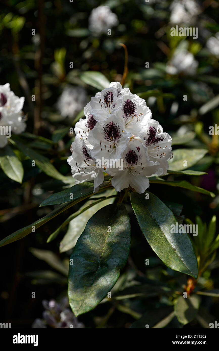 rhododendron sappho white dark purple markings petals flowers shrubs ...