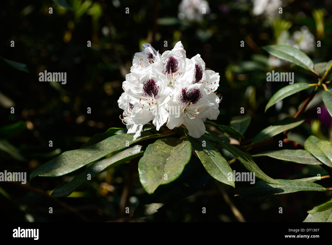 rhododendron sappho white dark purple markings petals flowers shrubs ...