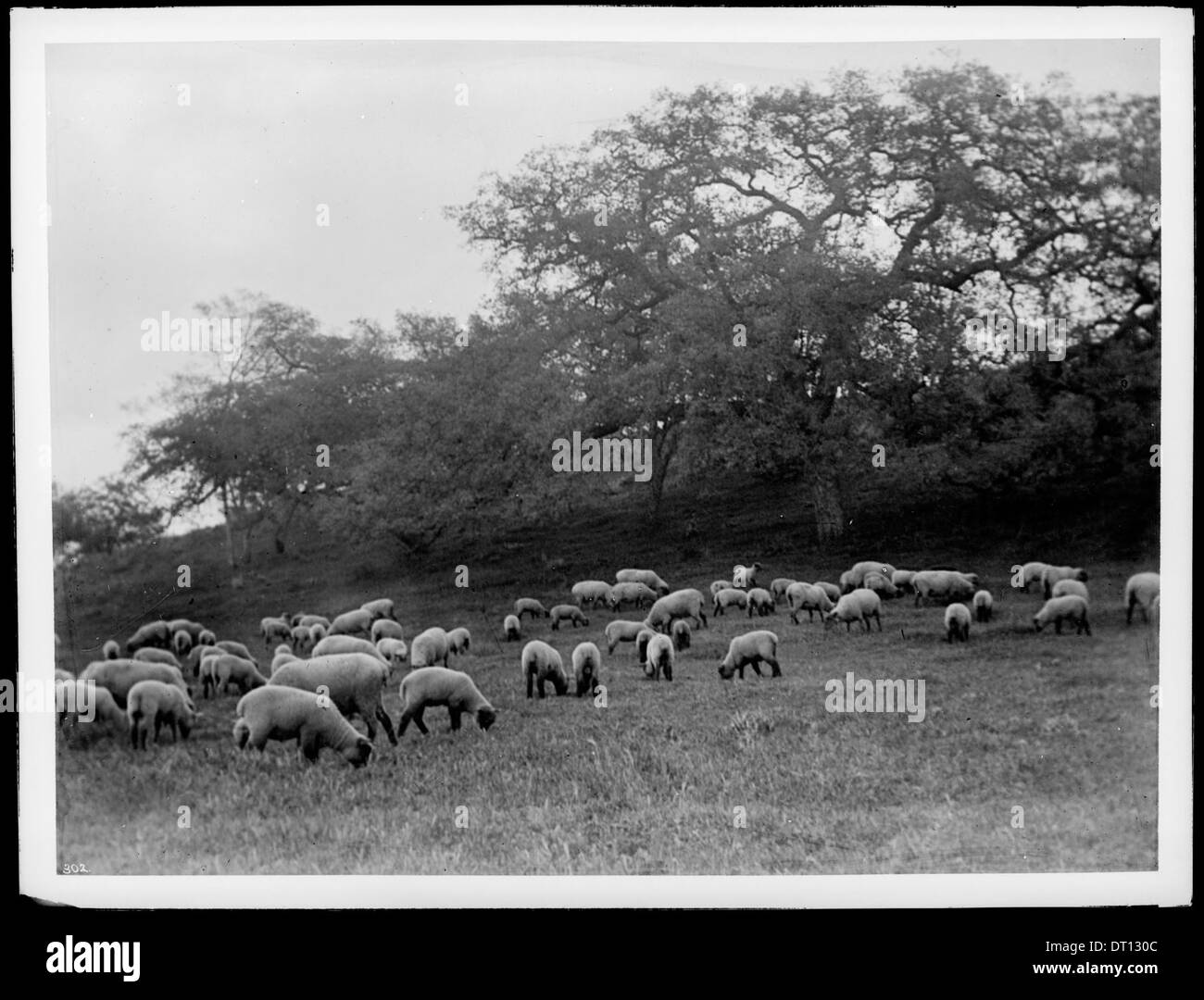 This photograph shows a flock of sheep, emphasizing the natural ...