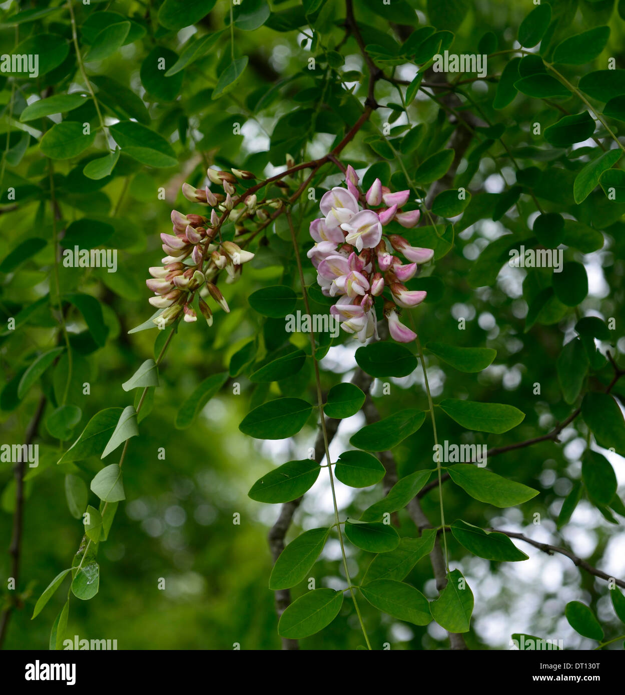 Robinia Flowers High Resolution Stock Photography and Images - Alamy