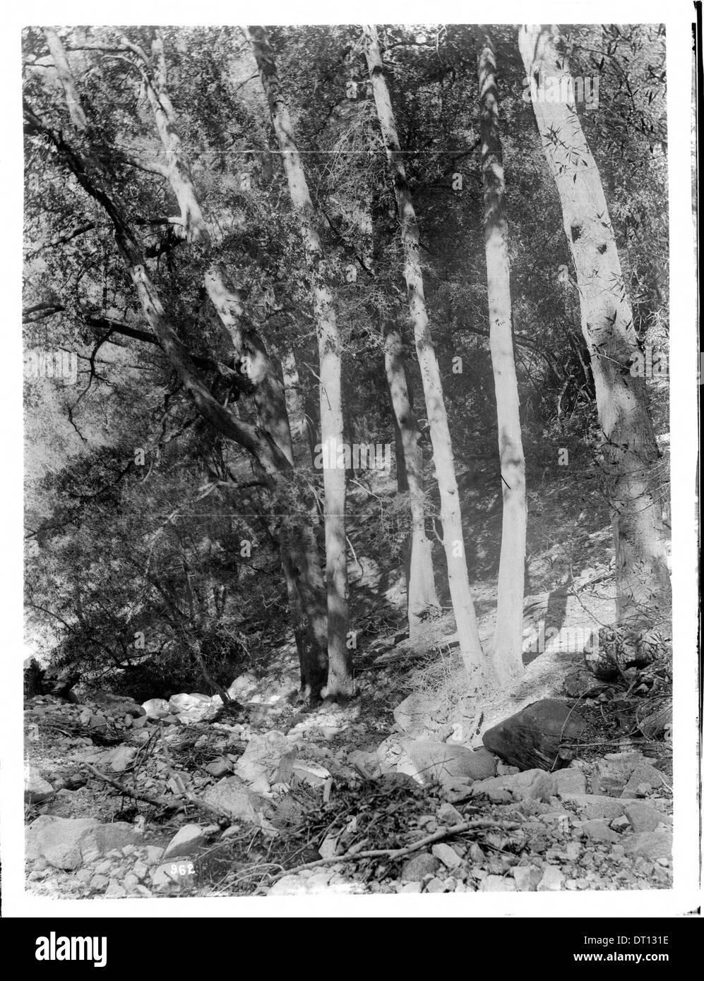 A photograph of a forested area on Mount Lowe, near Altadena ...