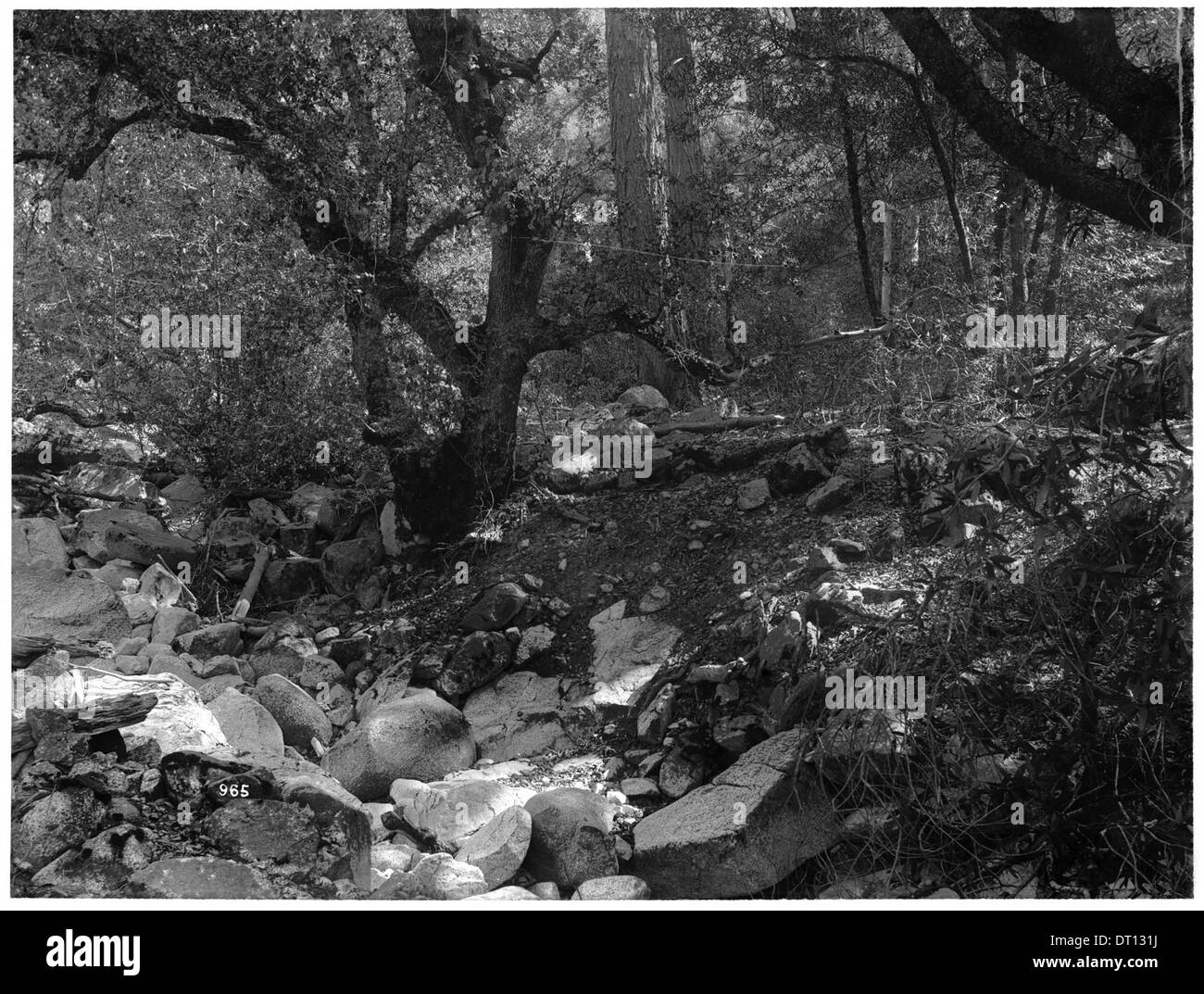 A photograph of the forest on Mount Lowe, near Altadena, California ...