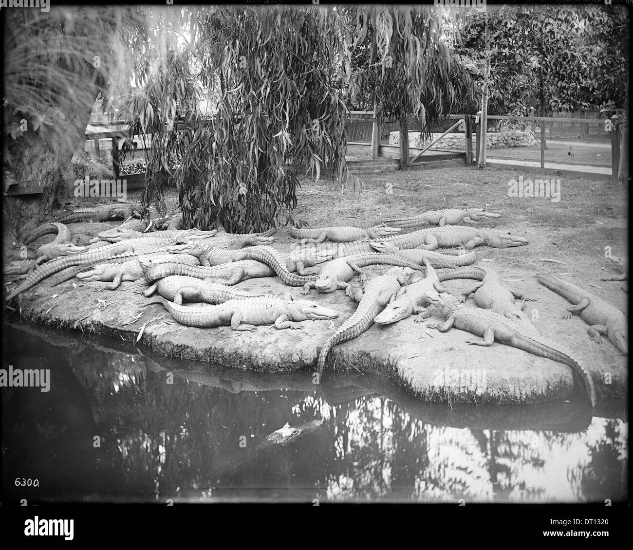Old alligators Black and White Stock Photos & Images - Alamy