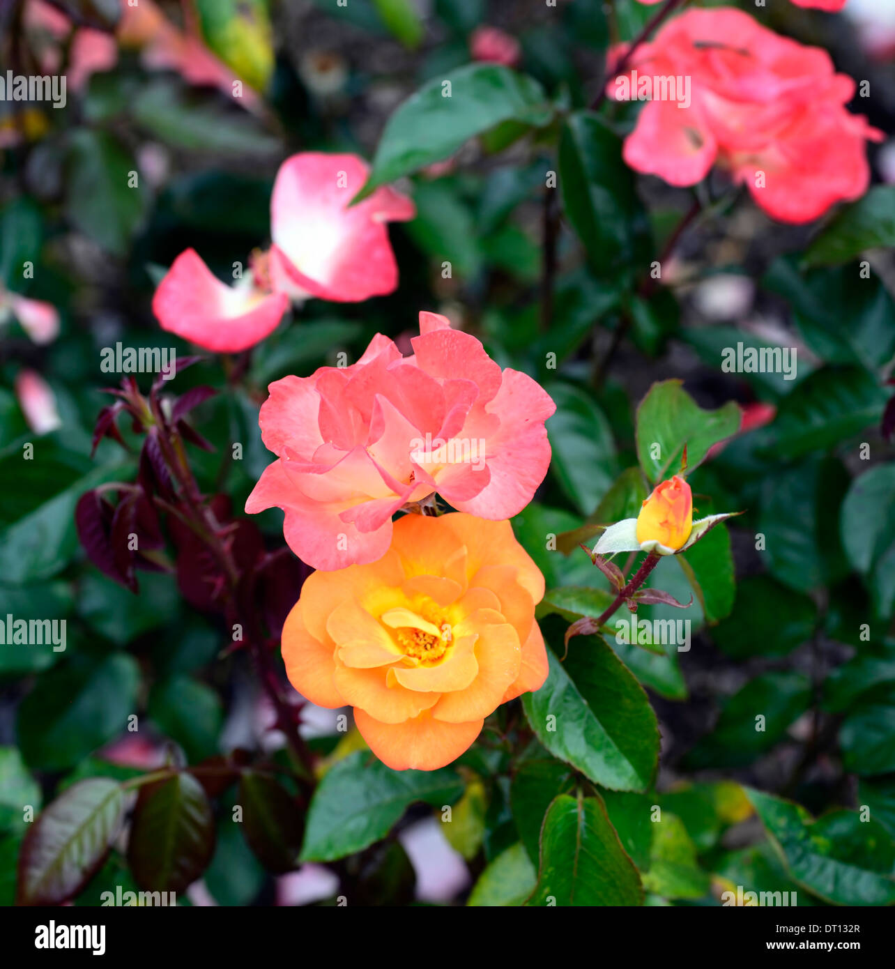 rosa avocet floribunda rose roses salmon pink flowers flower flowering ...
