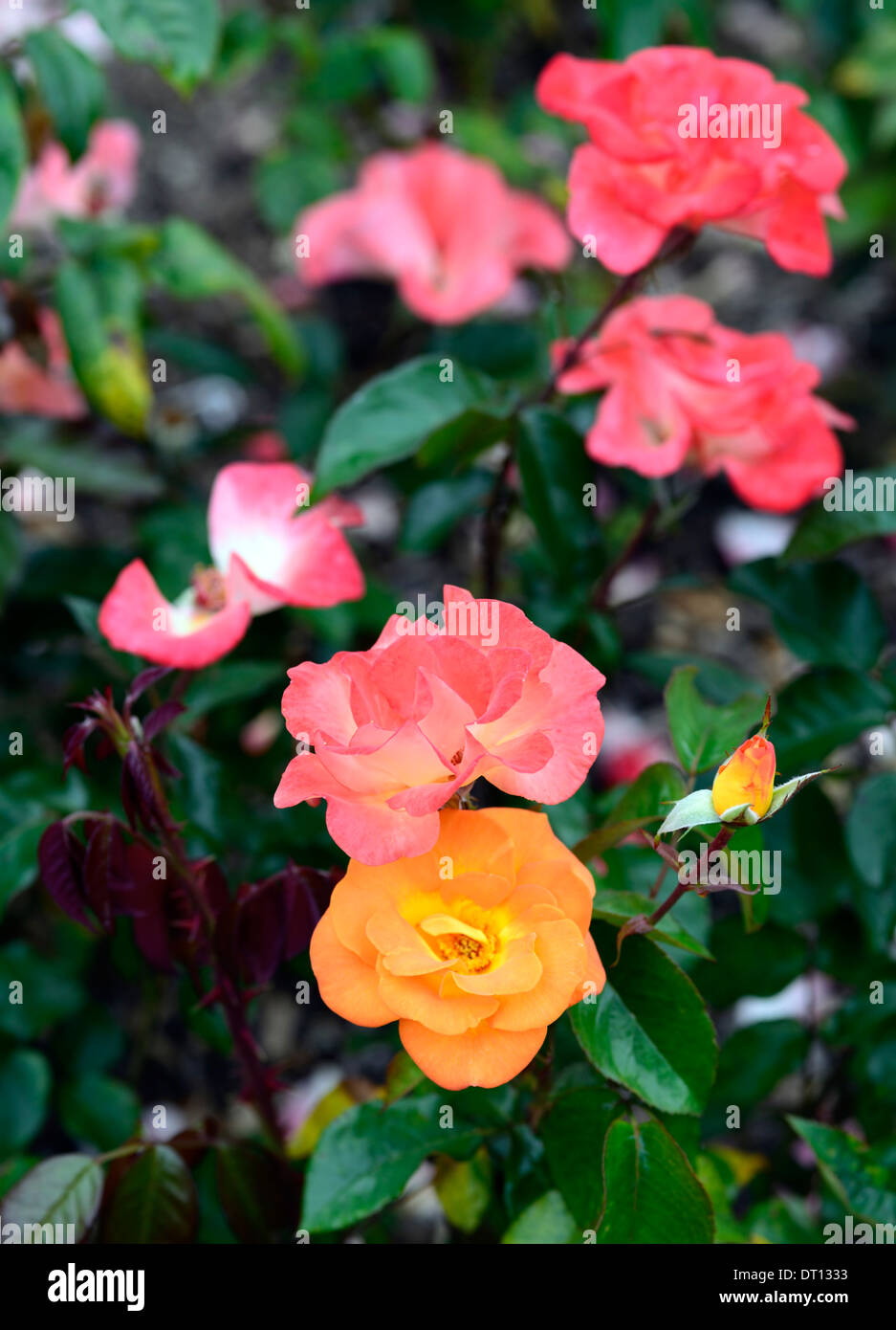 Salmon pink floribunda rose hi-res stock photography and images - Alamy