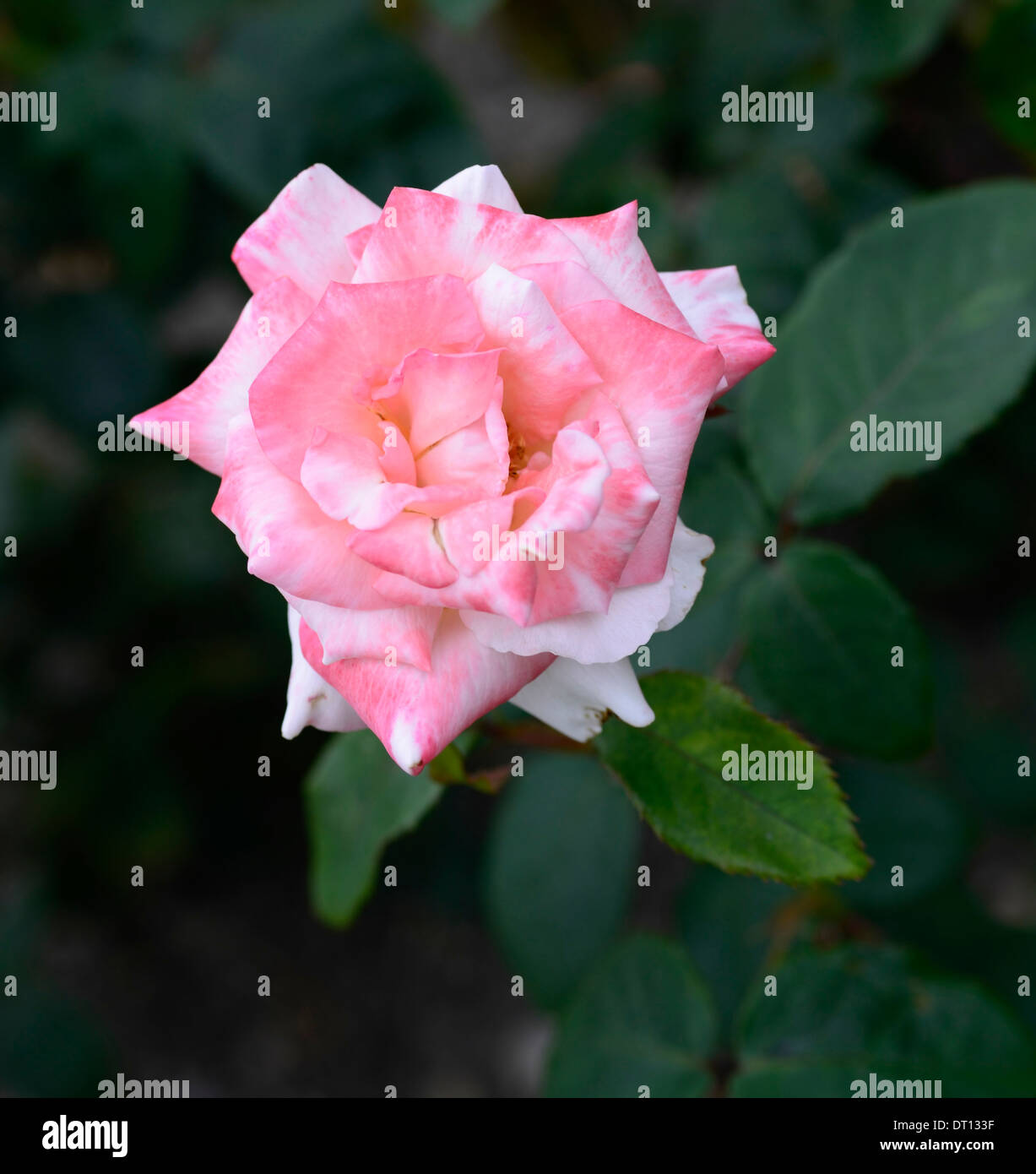 rosa bride fryyearn hybrid tea shrub rose roses pink scented flowers ...