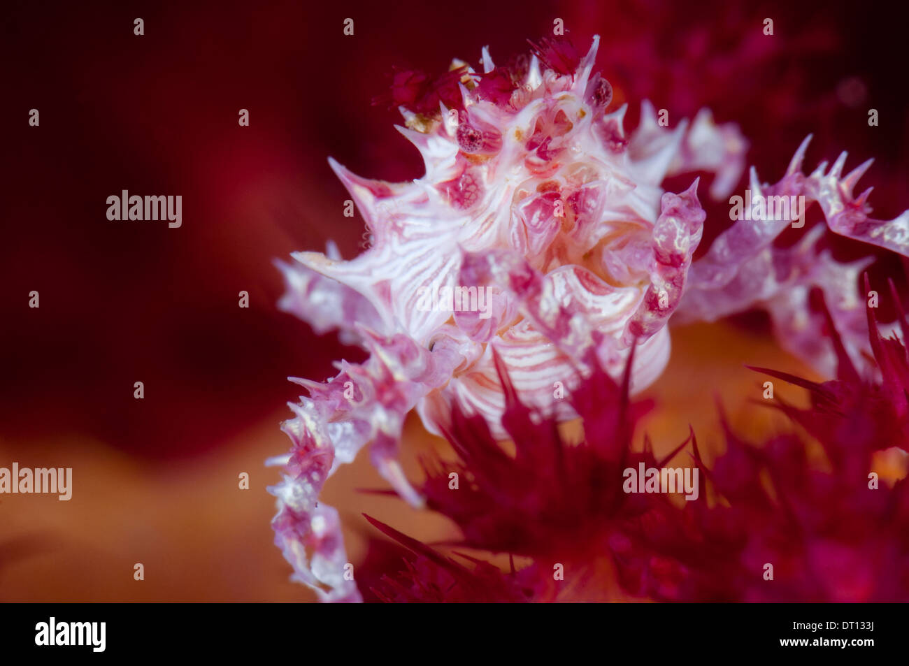 Majid crab hi-res stock photography and images - Alamy