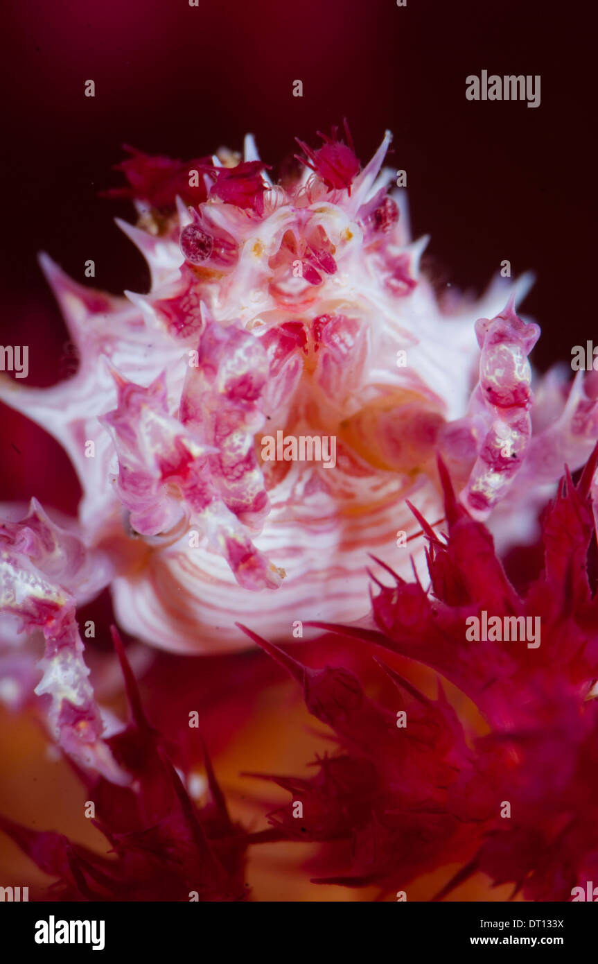 Soft Coral Crab, Hoplophrys oatesii, on soft coral host, Tafaga, Moti ...