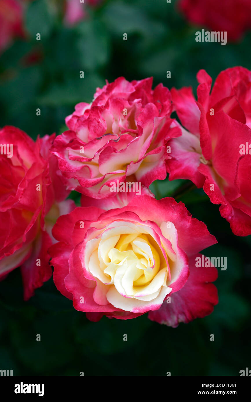 rosa double delight andeli hybrid tea rose roses red white flower ...