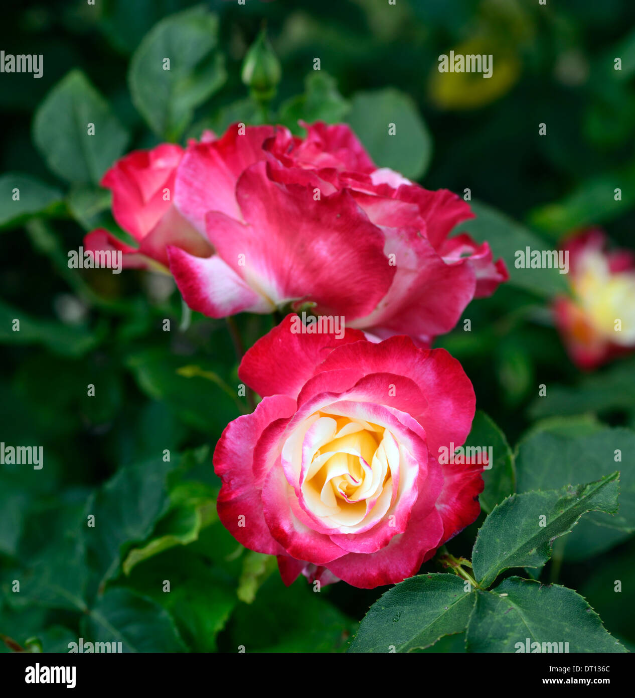Rosa double delight hi-res stock photography and images - Alamy