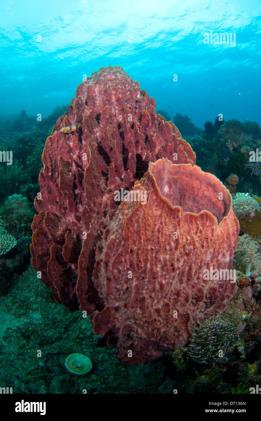 Barrel sponge hi-res stock photography and images - Alamy