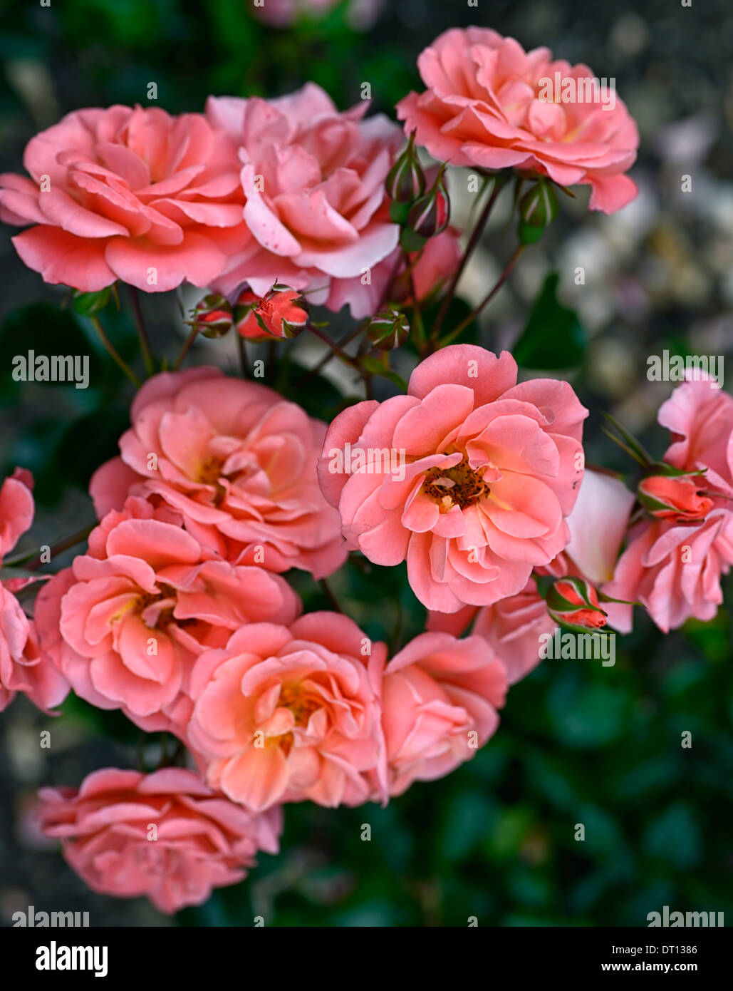 rosa fascination poulmax shrub rose roses pink flower flowering bloom ...