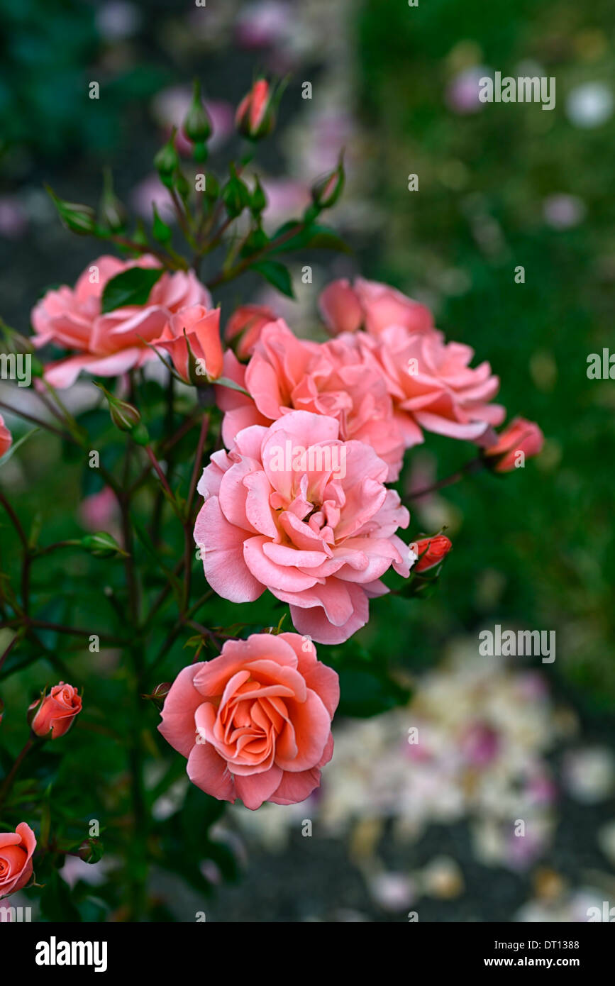 rosa fascination poulmax shrub rose roses pink flower flowering bloom ...