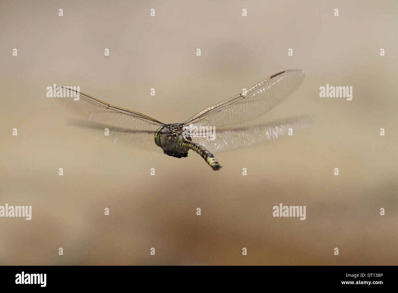Australian Emperor Hemianax papuensis Stock Photo - Alamy