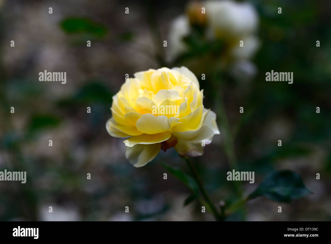 rosa graham thomas ausmas rose roses shrub yellow flower flowers ...