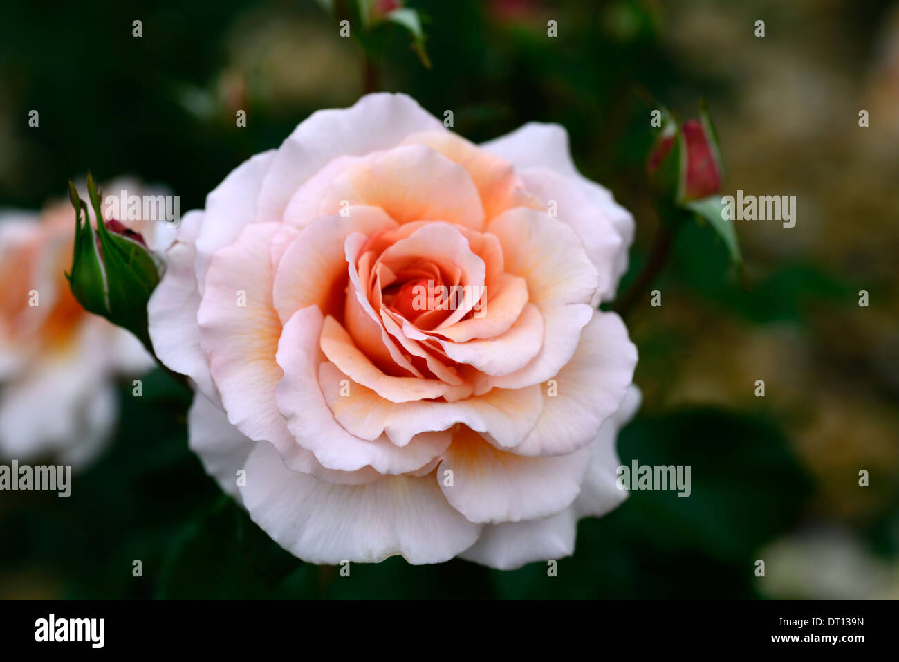 Rosa magic hi-res stock photography and images - Alamy