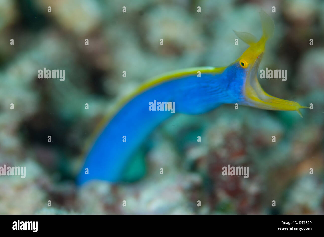 Blue Ribbon Eel, Rhinomuraena quaesita, photographed in the Muluku ...