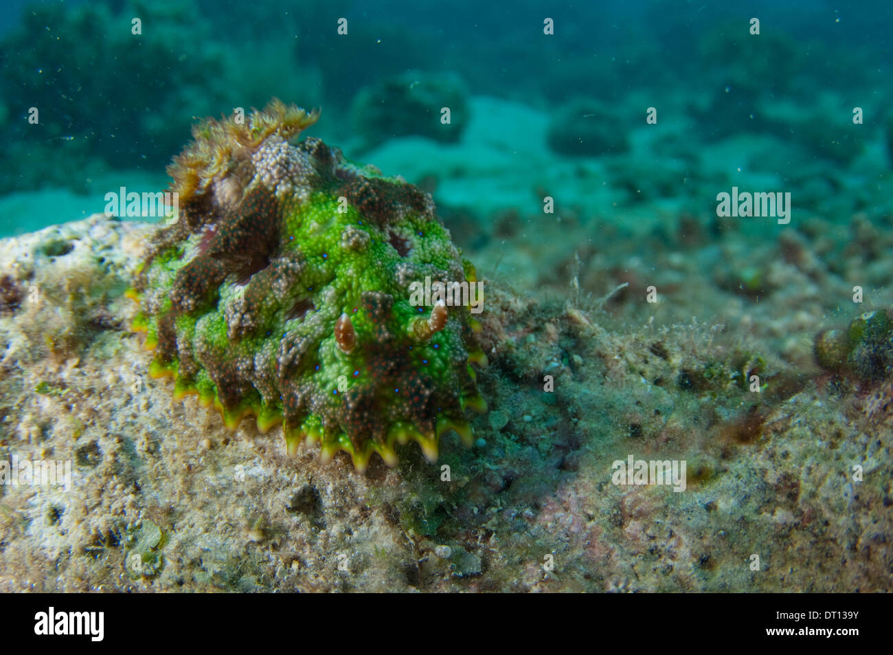 Nudibranch, Orodoris Miamirana, Close up of camouflaged individual ...