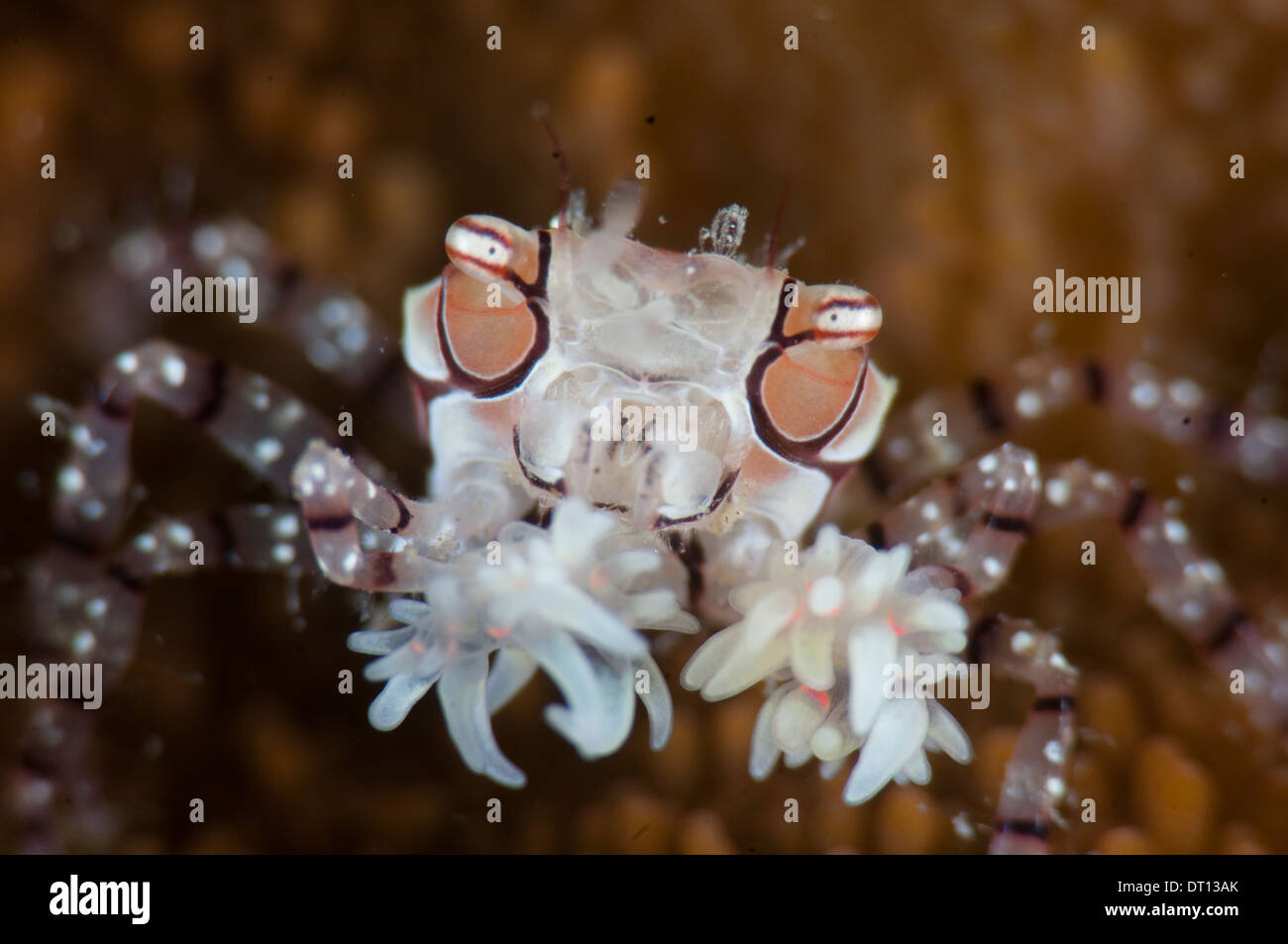 Boxer crab hi-res stock photography and images - Alamy